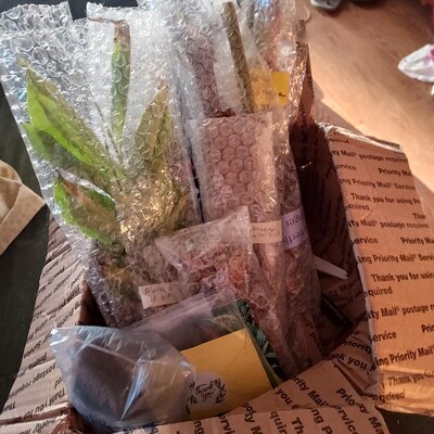 10 Red Custard Apple Seeds, Rare, Exotic and Delicious, Beautiful Fruit ...