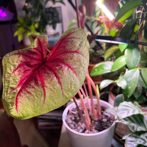 Tiki Torch Caladium (2 Bulbs) - Blue Buddha Farm - Etsy