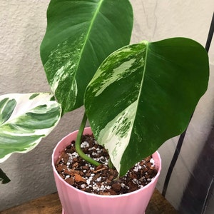 Tradescantia Blossfeldiana Aurea limelight 15 - Etsy