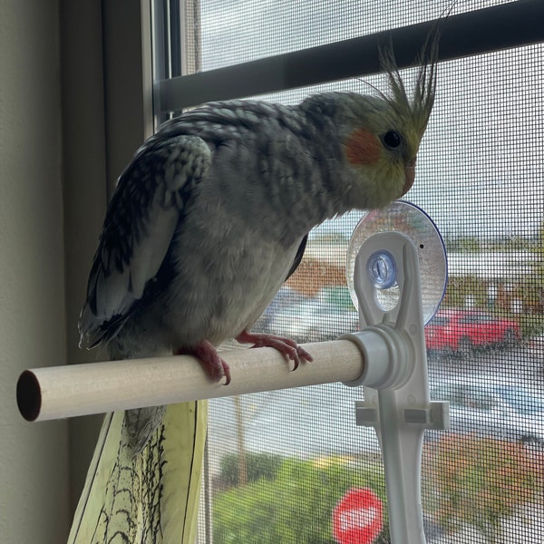 Stick on Portable Bird Perch Which Has Droppings Tray and Removable ...