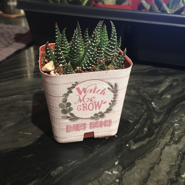 Custom 2" Succulent Wraps, White Shiplap With Wreath, Perfect to ...