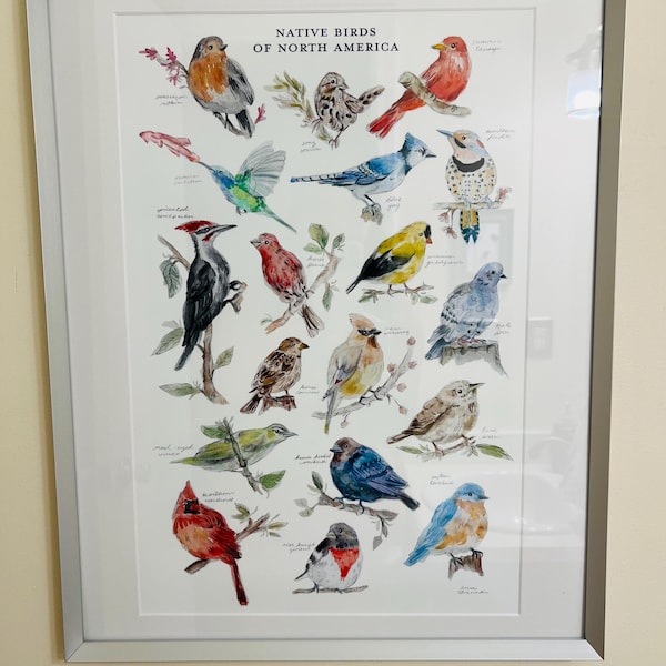 Native Birds of North America | Watercolor Wall Art Print - Etsy