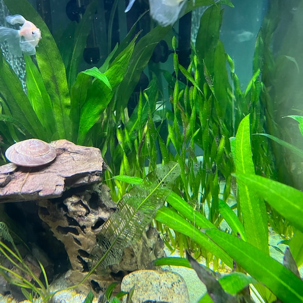 BUY 2 GET 1 FREE Corkscrew Val! (vallisneria Contortionist)-easy Live ...