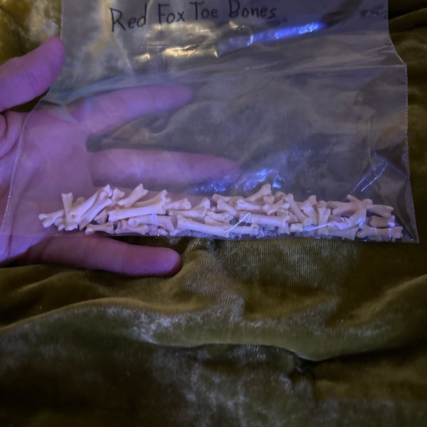 Real Red Fox Front Leg Bones, Bones for Crafts, Jewelry, Spiritual Etc ...