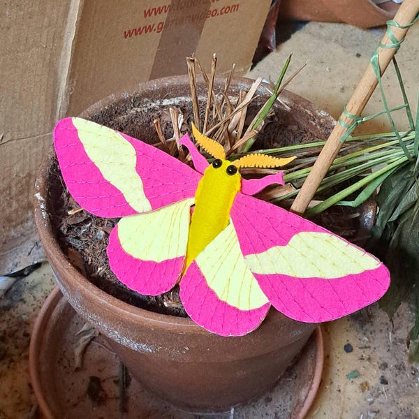 Realistic Rosy Maple Moth From Felt Dryocampa Rubicunda Felted Moth ...