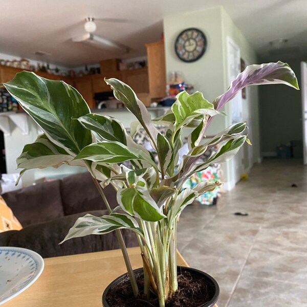 MushniksPlantShop - Etsy