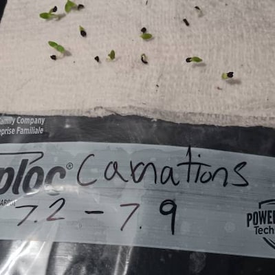 Billy Button Seeds, Craspedia, Billy Balls, Craspedia Globosa CD0150 - Etsy