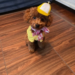 Beanie Hat / Propeller Helicopter Hat for Cat Dog Small Pet Hedgehog ...