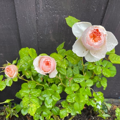 French Cut Rose Pink Strong Fragrant Rose Live Plant, 1 Gallon - Etsy