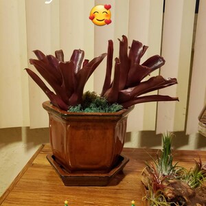 11 Wood Cake Stand Log Cake Stand Tree Bark Cake - Etsy