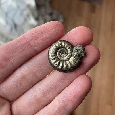 50 Mm Uncommon Calcite Crinoid Fossil Found at Charmouth on the ...