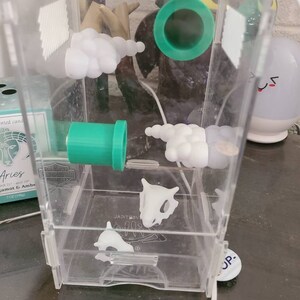 Jumping Spider or Tarantula Cubone Skull Decoration - Etsy