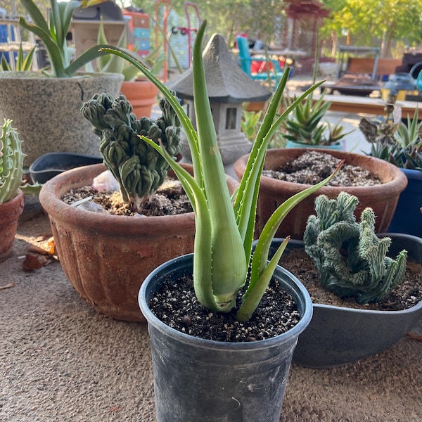 Sm.1g Aloe Excelsa,rarely Seen in Cultivation.seed Grown From South ...