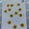 Pressed White Daisy (3 Sizes) 12pcs/pack Small Dry Flower Preserved ...