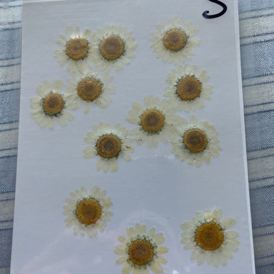 Pressed White Daisy 3 Sizes 12pcs/pack Small Dry Flower Preserved White ...