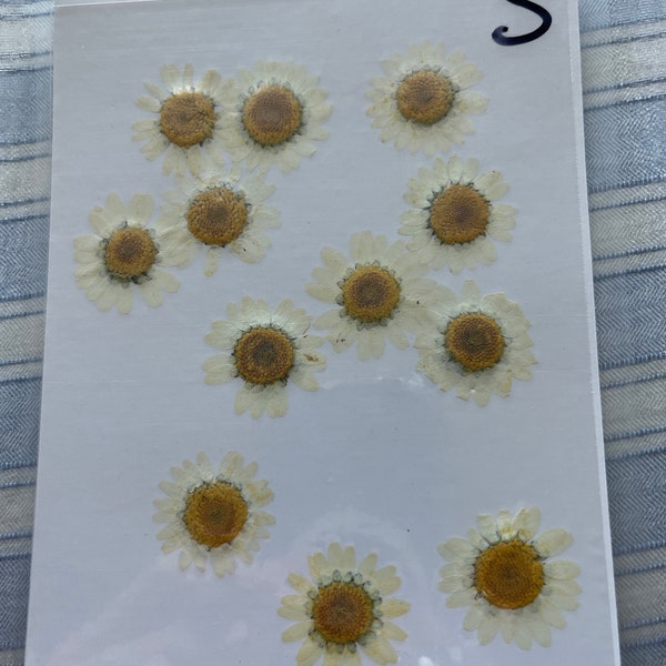Pressed White Daisy (3 Sizes) 12pcs/pack Small Dry Flower Preserved ...
