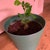 Live Chinese Keys Plant, Boesenbergia Rotunda, Fingerroot Live Plant ...