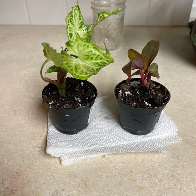 Syngonium Batik Starter Plant all Starter Plants Require You to ...