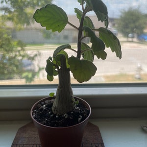 Bonsai Mint plectranthus Ernstii Caudex - Etsy
