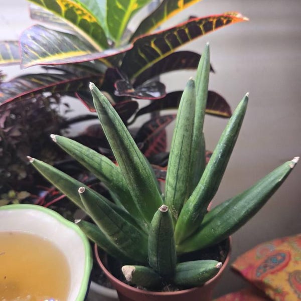 Sansevieria Hedgehog - Spiky Snake Plants - Live Houseplant in 4” Pot ...
