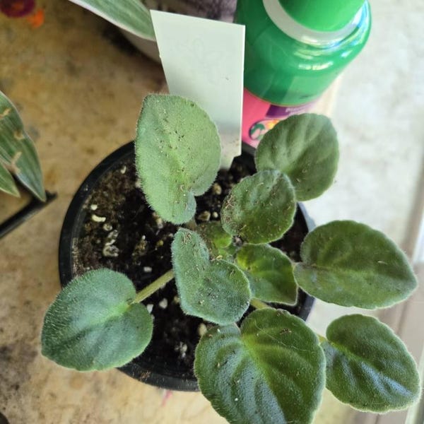 Rockin Robin African Violet Starter Plant (ALL Starter PLANTS Require ...