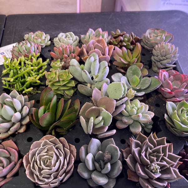 Assorted Live Rooted Succulent Plugs | Great for Baby Showers, Wedding ...