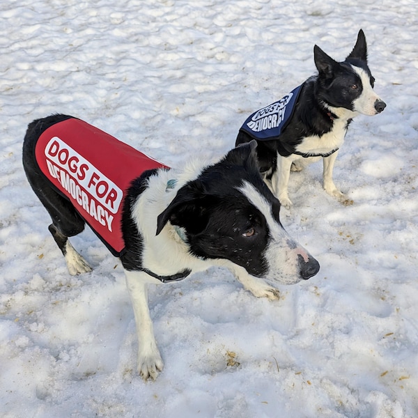 5-pack Adopt Me Dog Jackets Vests With GROUP NAME or WEBSITE - Etsy