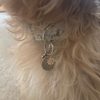 Dog Tag Daisy Dog Tag Pet Tag for Puppies, Cats and Dogs White and Gold ...