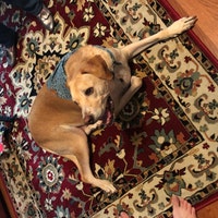 State of Michigan or Select Your State Pet Name Tag Medium 1 Max ...