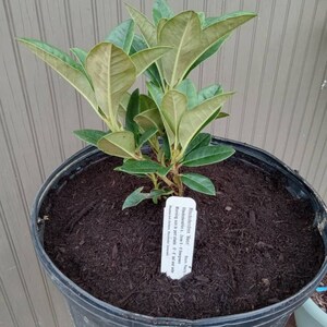 Viburnum Plicatum 'popcorn' Live Plant Perennial Shrub White Snowball ...
