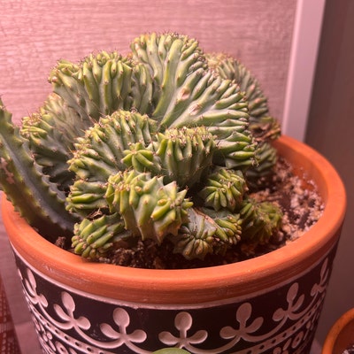 Giant Watch Chain Princess Pine Live Potted Succulent in - Etsy