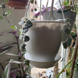 Peperomia Polybotrya Peperomia Raindrop Live Plant Rare | Etsy