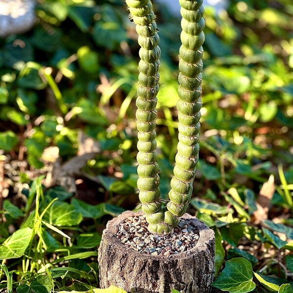 Concrete Tree Troll Planter, Concrete Tree Troll Pot, Faux Tree Troll ...