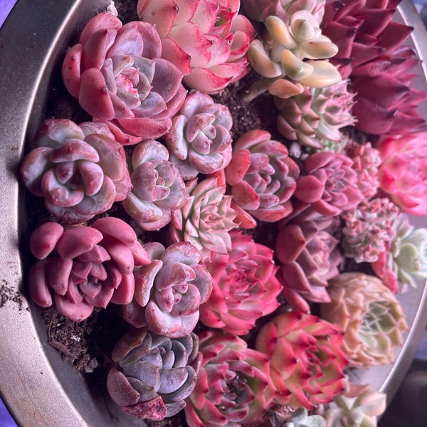 Succulents Master Random Bundle | 2-3" Bare Root Succulents | Roots ...