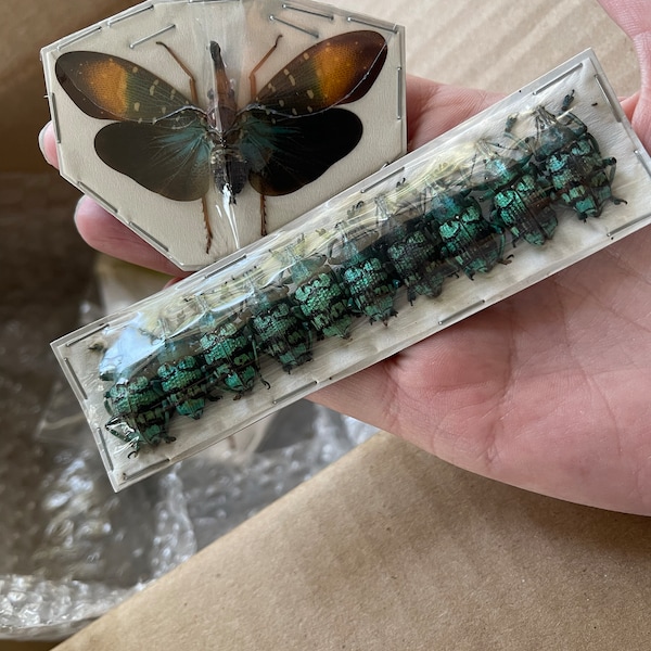 Real Blue Lanternfly, Pyrops Gunjii, Open Wings for All Your Taxidermy ...