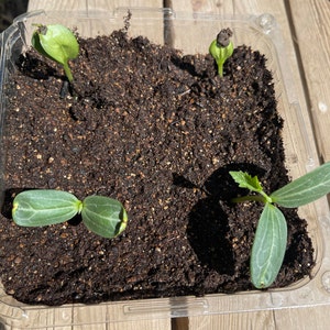 Misaki 美咲 Japanese Rose. Cut Rose. Continue Blooming. Big - Etsy