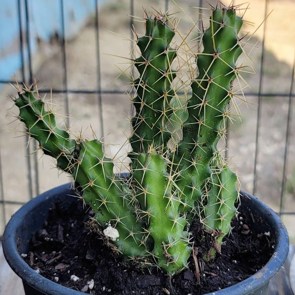 Rebutia Sanguinea Cactus Plant, Fully Rooted, Clumping Cactus, Small ...