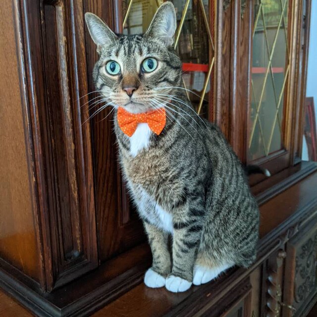 Purrrrrrveyors of the finest luxury feline by SnoopCattyCatt