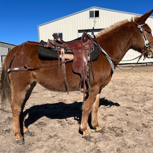 Bifold Leather Wallet Beaver Tail Inlay Wallet Bifold - Etsy