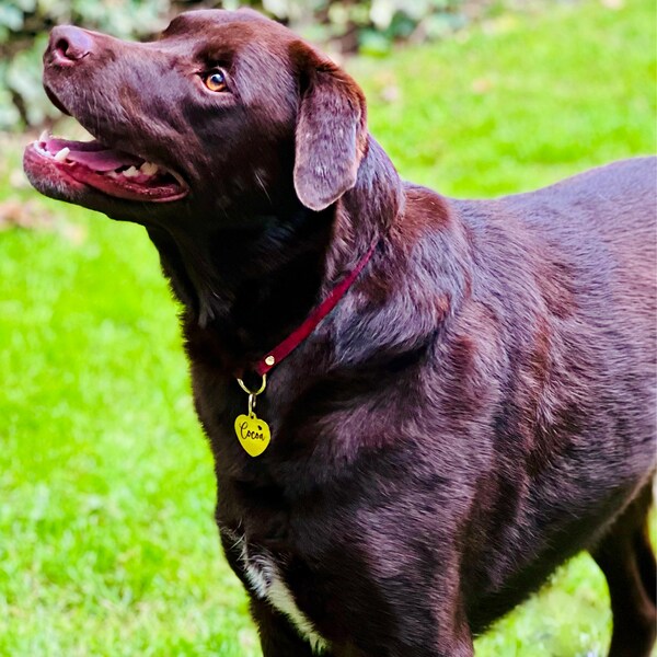 Cork ID Tag Collar- Colour Options Available - Etsy