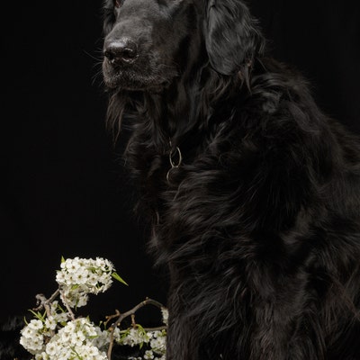 Deep Black Solid Photography Backdrop, Seamless, Wash/dry-backdrop Only ...