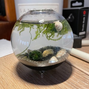 Small Zen Nano Java Moss Ball Terrarium DIY Craft Kit for Office Desk ...