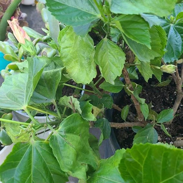 Juliette Mango Tree - 3 Gallon Drafted - Etsy