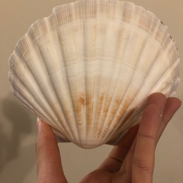 Natural Scallop Shells | Cleaned & Ready for Use | Available in Medium ...