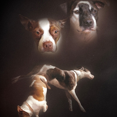 Custom 80's Retro Pet Portrait Multiple Pets Handcrafted Digital Art ...