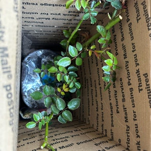 Rare New Rose. Red Juicy Terrazza. 红果汁flower Machine. Continue Blooming ...