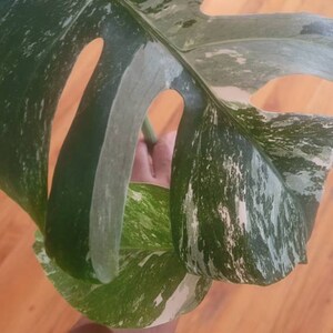 Variegated Philodendron Ring of Fire - Etsy