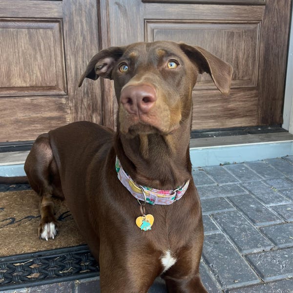 Orange and White Checkered Dog Collar, Martingale or Flat Collar, Dog ...