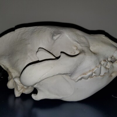 Huge Spotted Hyena Skull Replica - Etsy