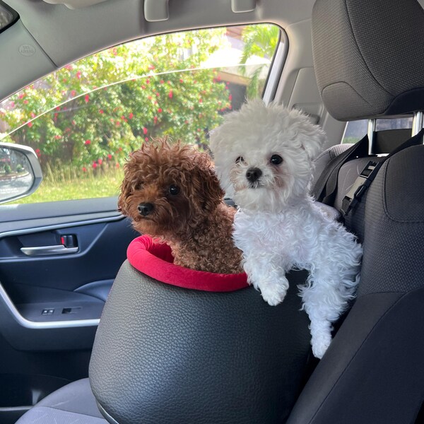 A Luxury Certified Travel Bag With a Soft Velvet Interior for Your Dog ...